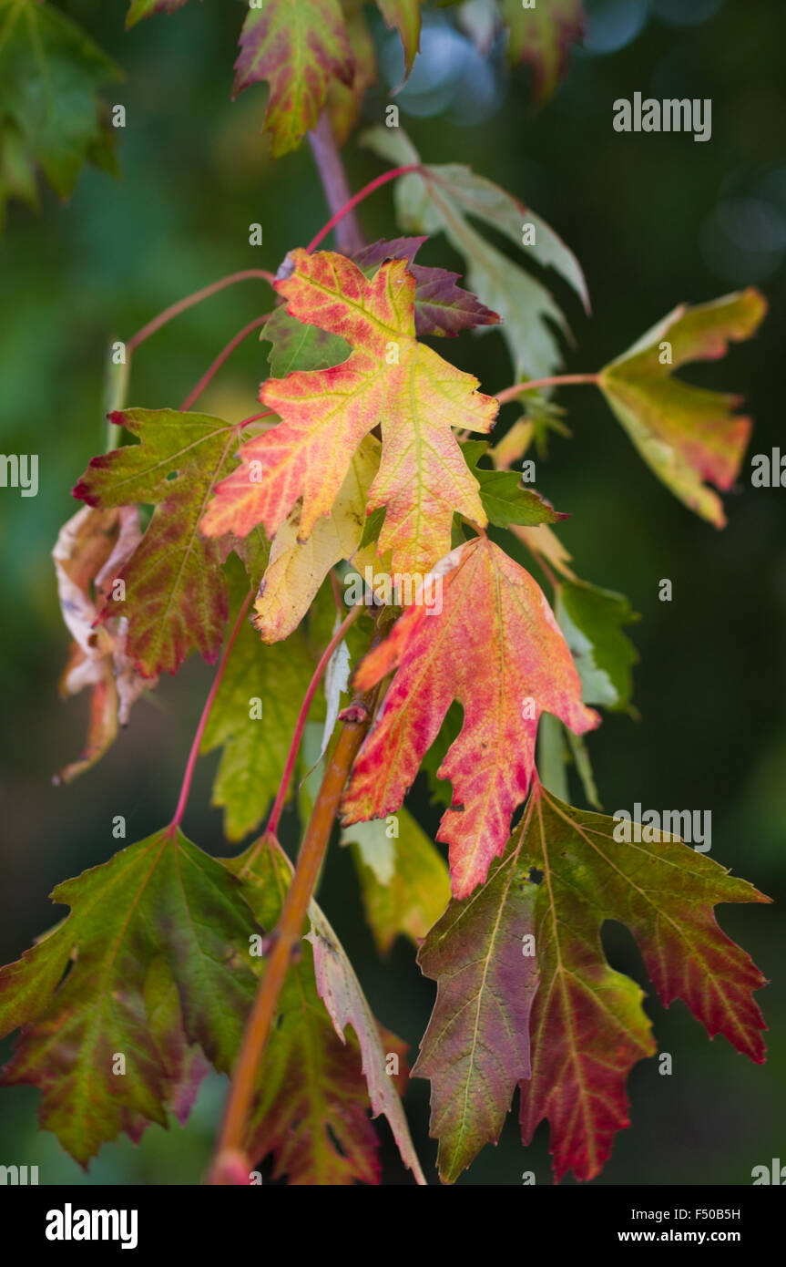 Colourful maple leaves in autumn Stock Photo - Alamy