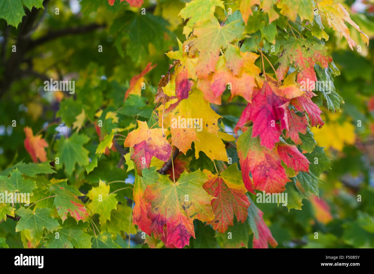 Colourful maple leaves in autumn Stock Photo - Alamy