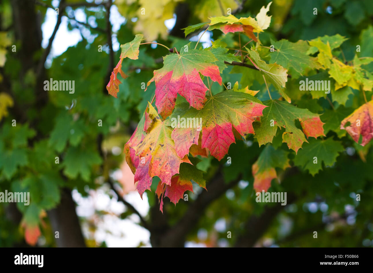 Colourful maple leaves in autumn Stock Photo - Alamy