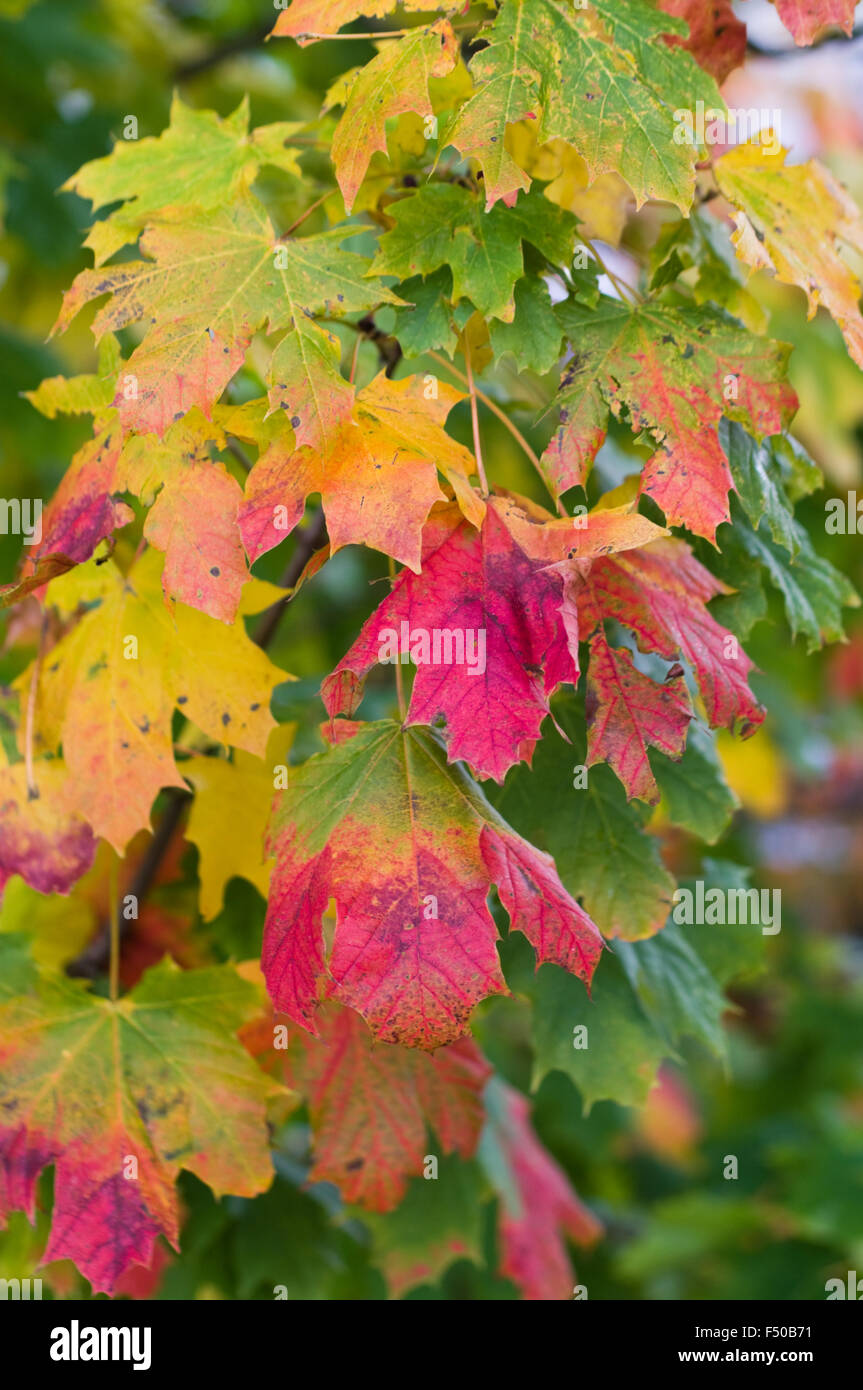 Colourful maple leaves hi-res stock photography and images - Alamy