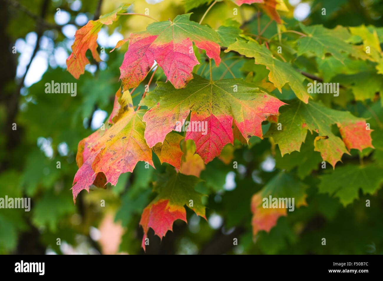Colourful maple leaves in autumn Stock Photo - Alamy