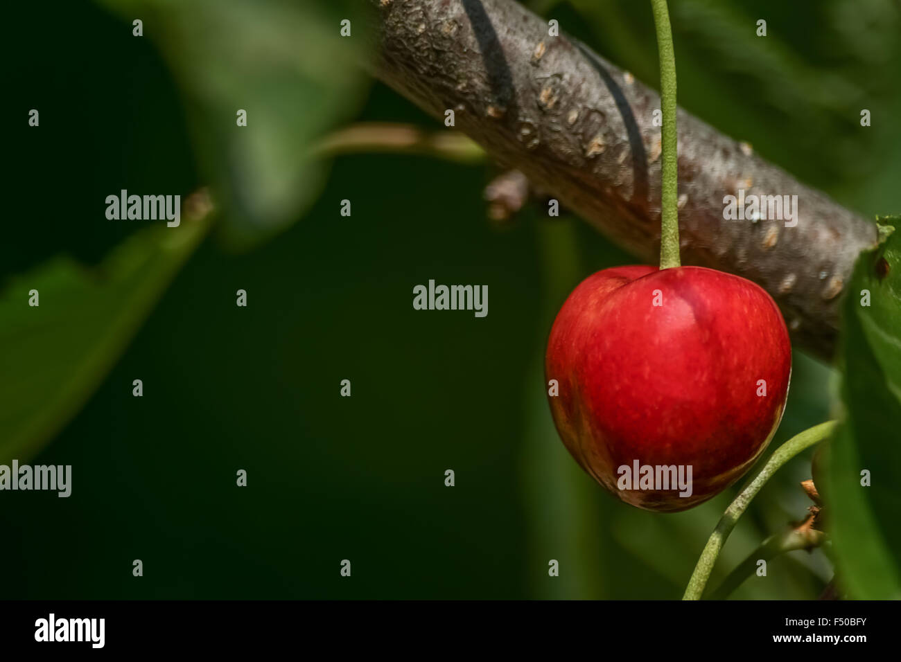 Fruit hanging on tree hi-res stock photography and images - Alamy