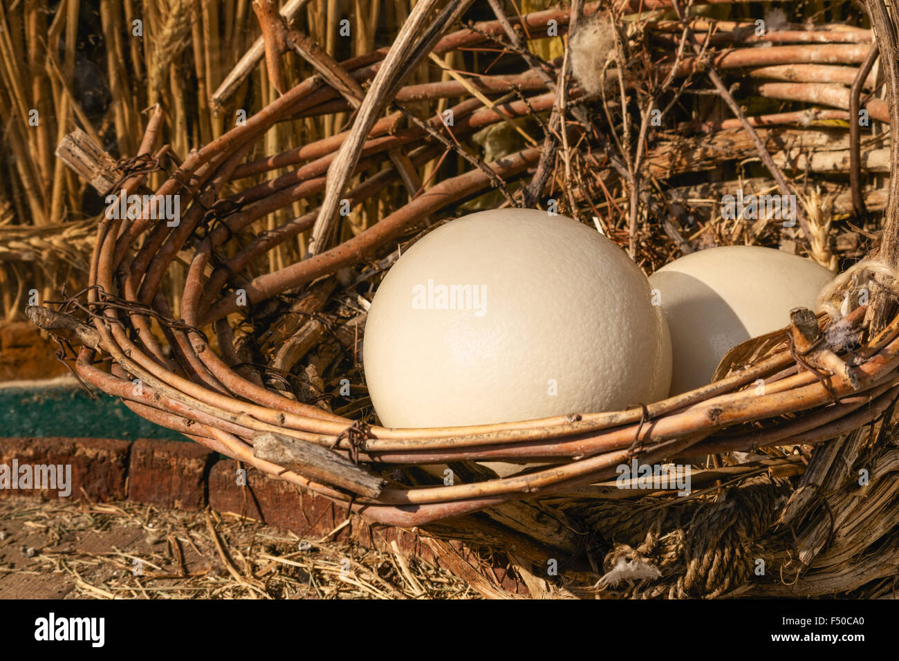 Ostrich Egg In Nest