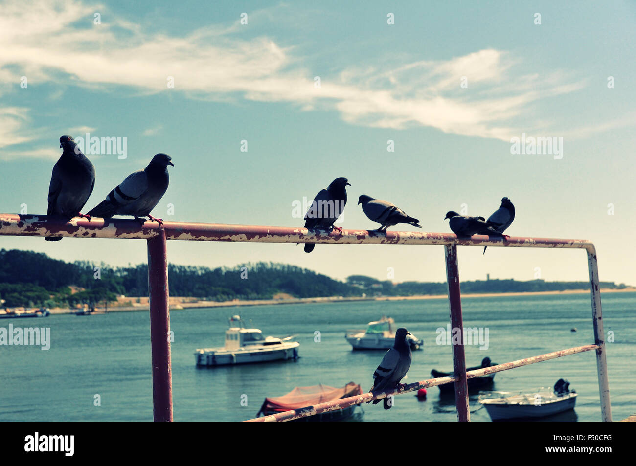Pigeons from Porto Stock Photo - Alamy