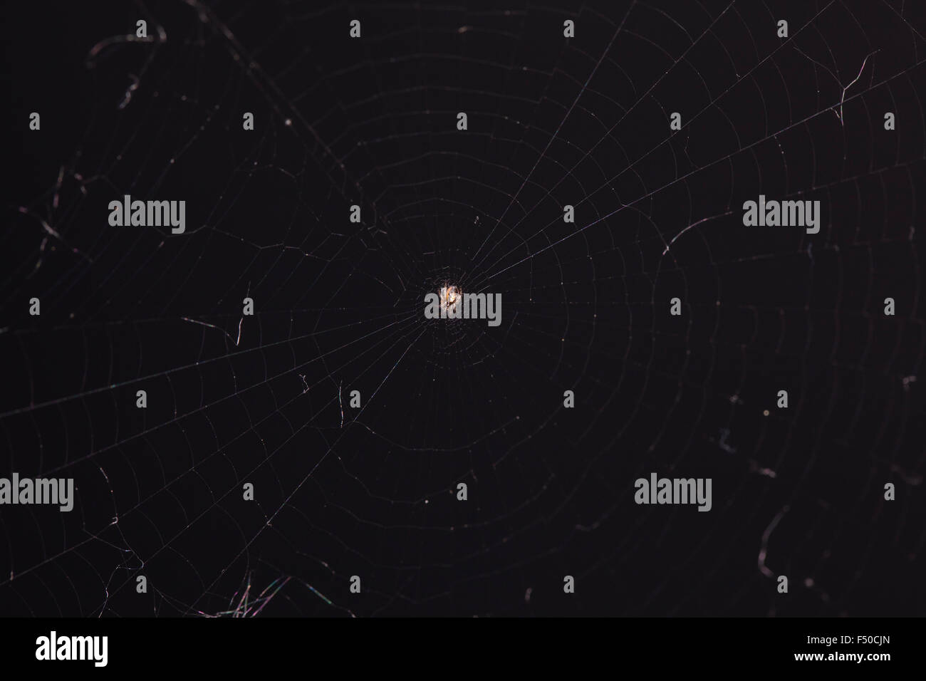 small spider on web Stock Photo - Alamy