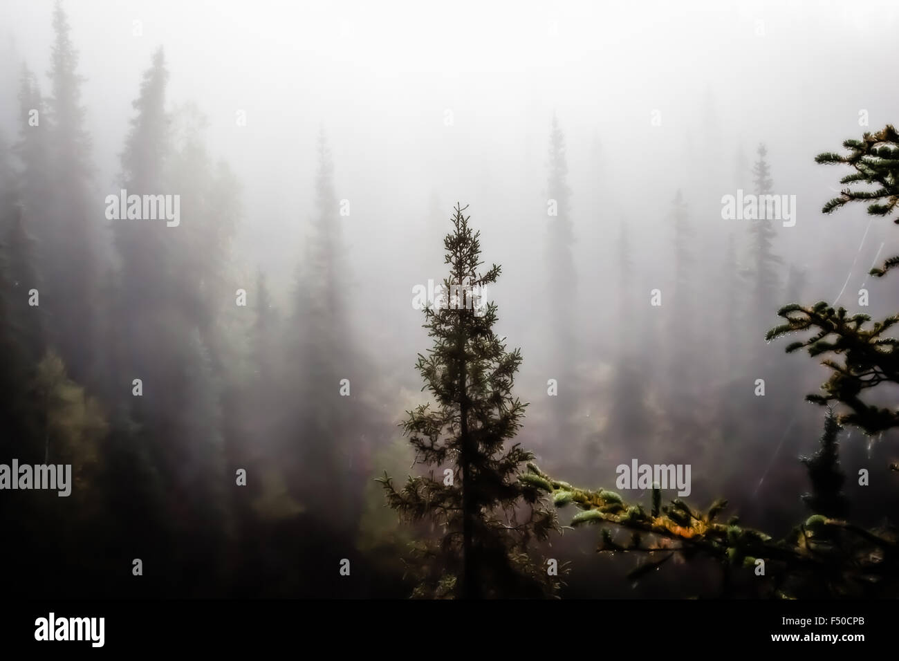 Surreal evergreen view from Seward Highway, Alaska Stock Photo - Alamy