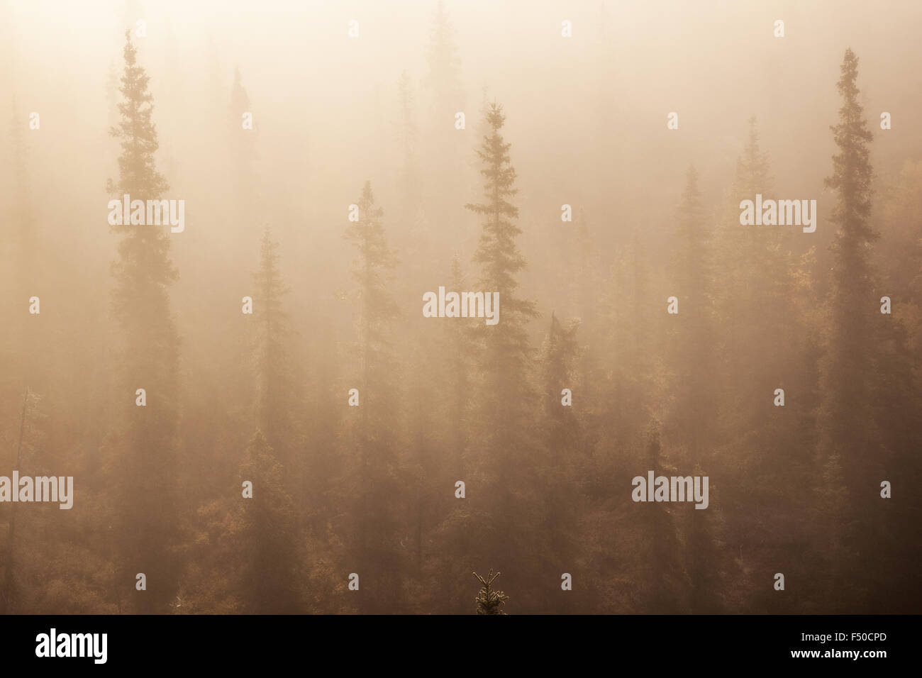 Surreal evergreen view from Seward Highway, Alaska Stock Photo - Alamy