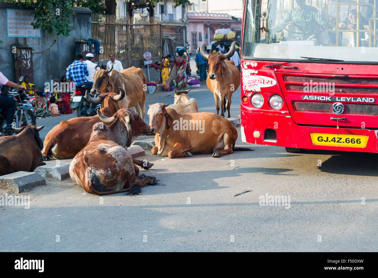 Street with cows hi-res stock photography and images - Alamy