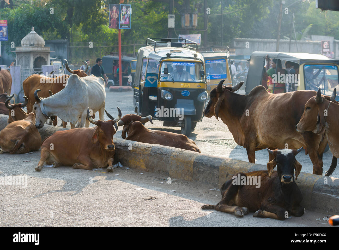 Some cows are sitting on the street and blocking the traffic Stock ...
