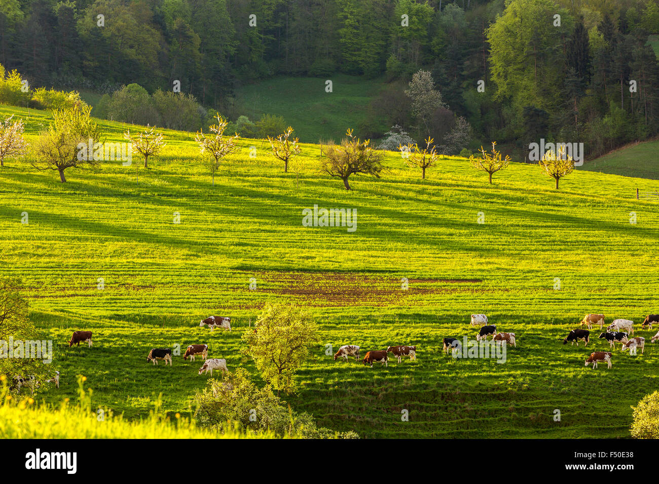 Oltingen, Canton Basel-Landschaft, Switzerland Stock Photo - Alamy