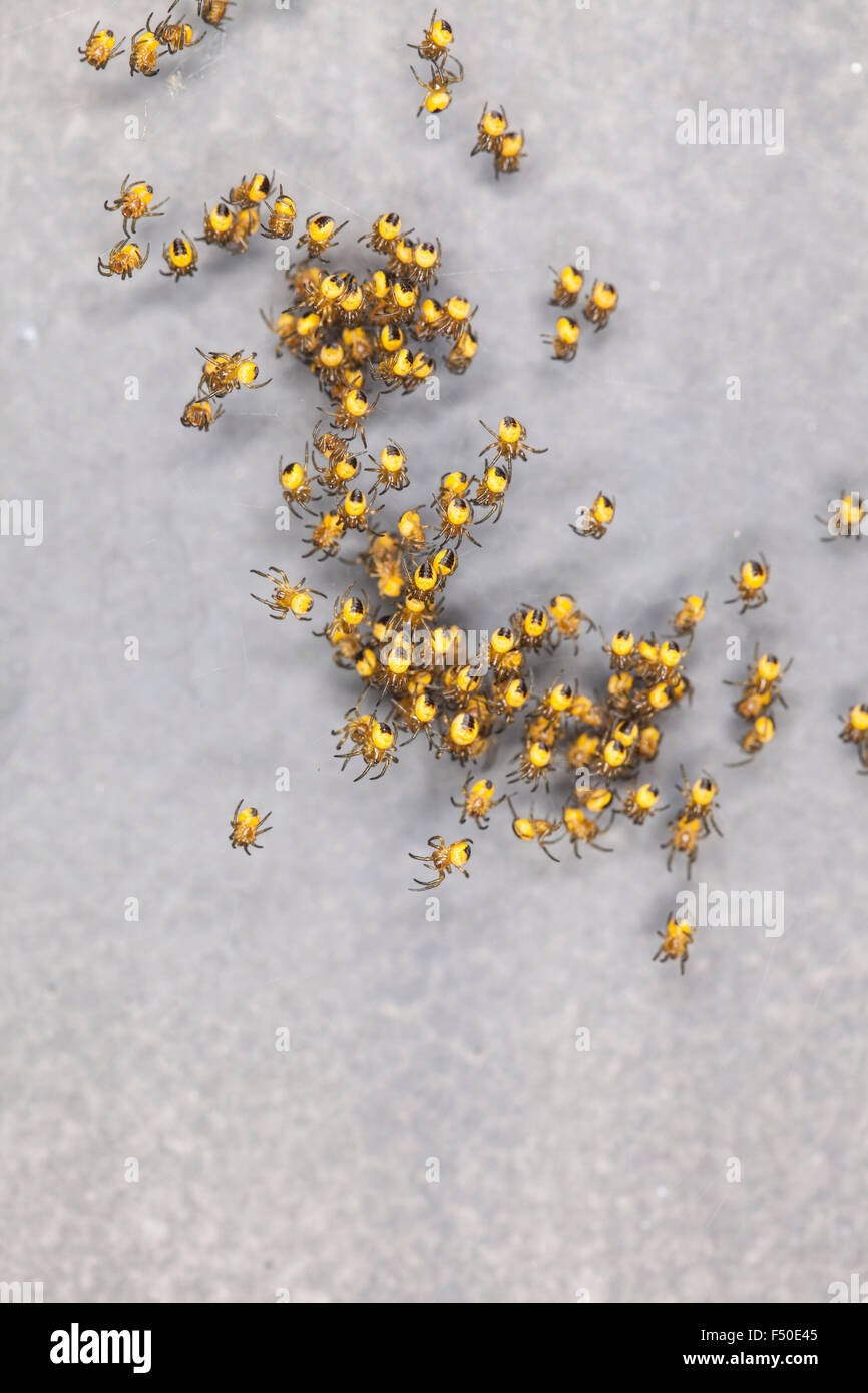 flock of small yellow spiders Stock Photo - Alamy