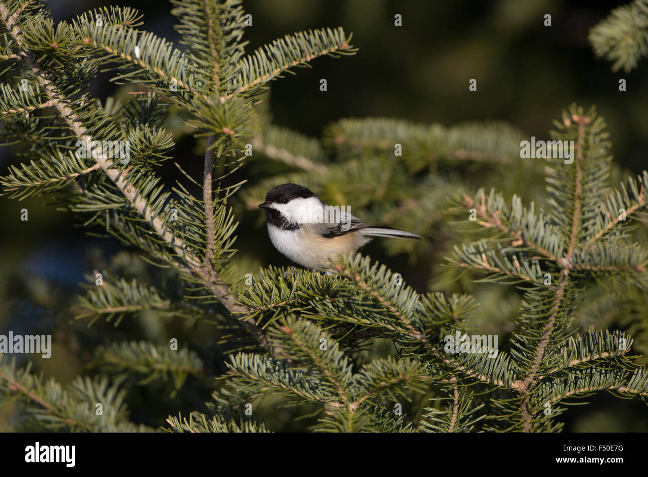 Chickadee perched in a spruce tree hi-res stock photography and images ...