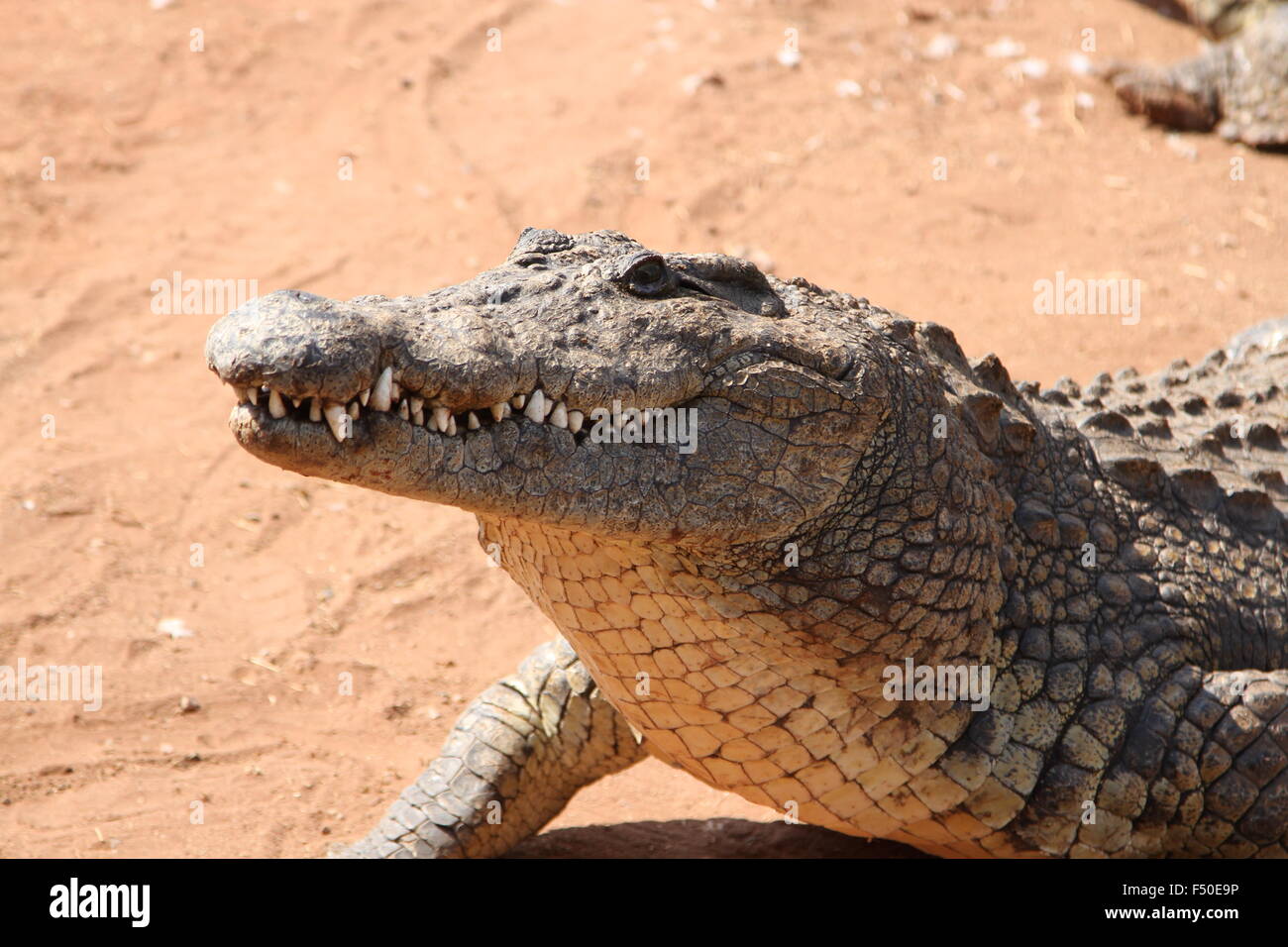 Croc Scales High Resolution Stock Photography and Images - Alamy