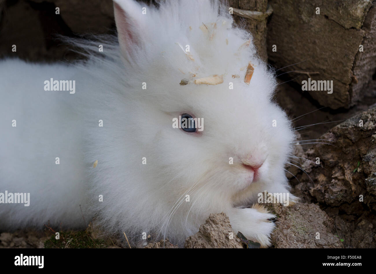Cute white rabbit sitting on the ground Stock Photo - Alamy