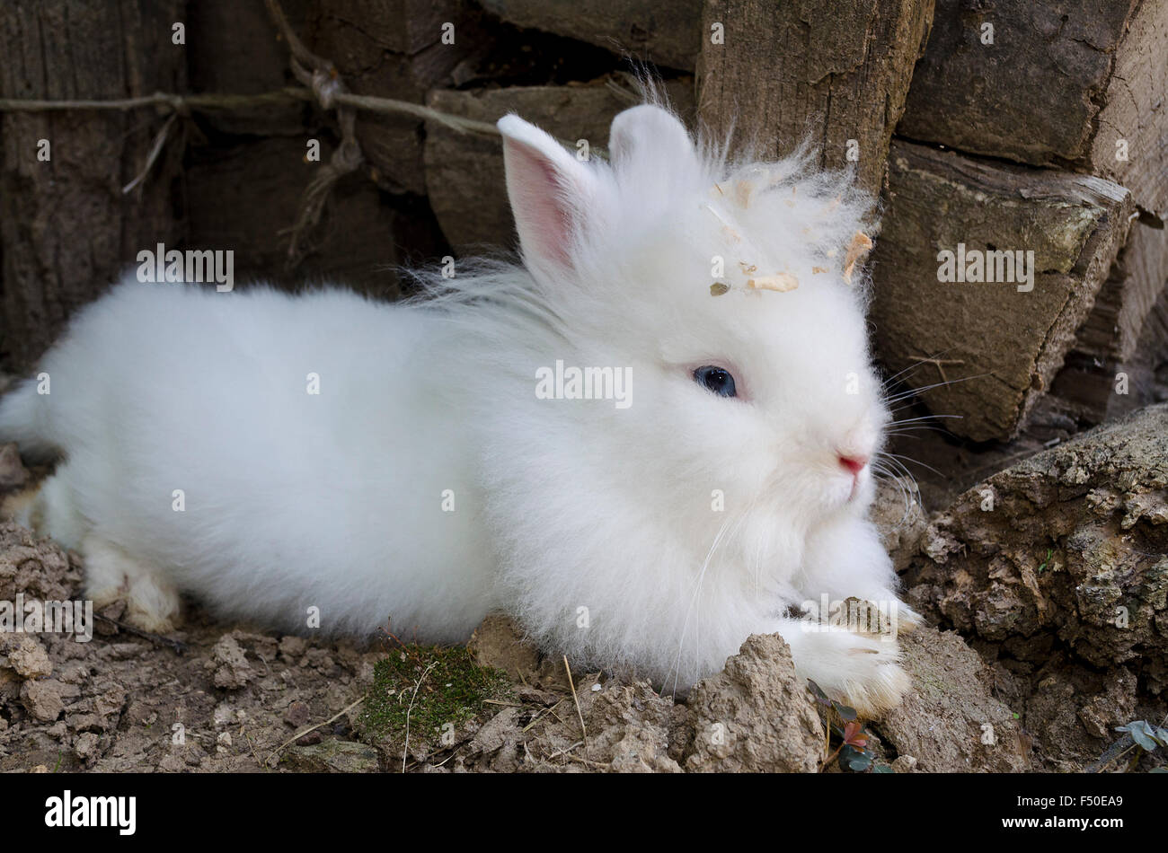 Cute white rabbit sitting on the ground Stock Photo - Alamy