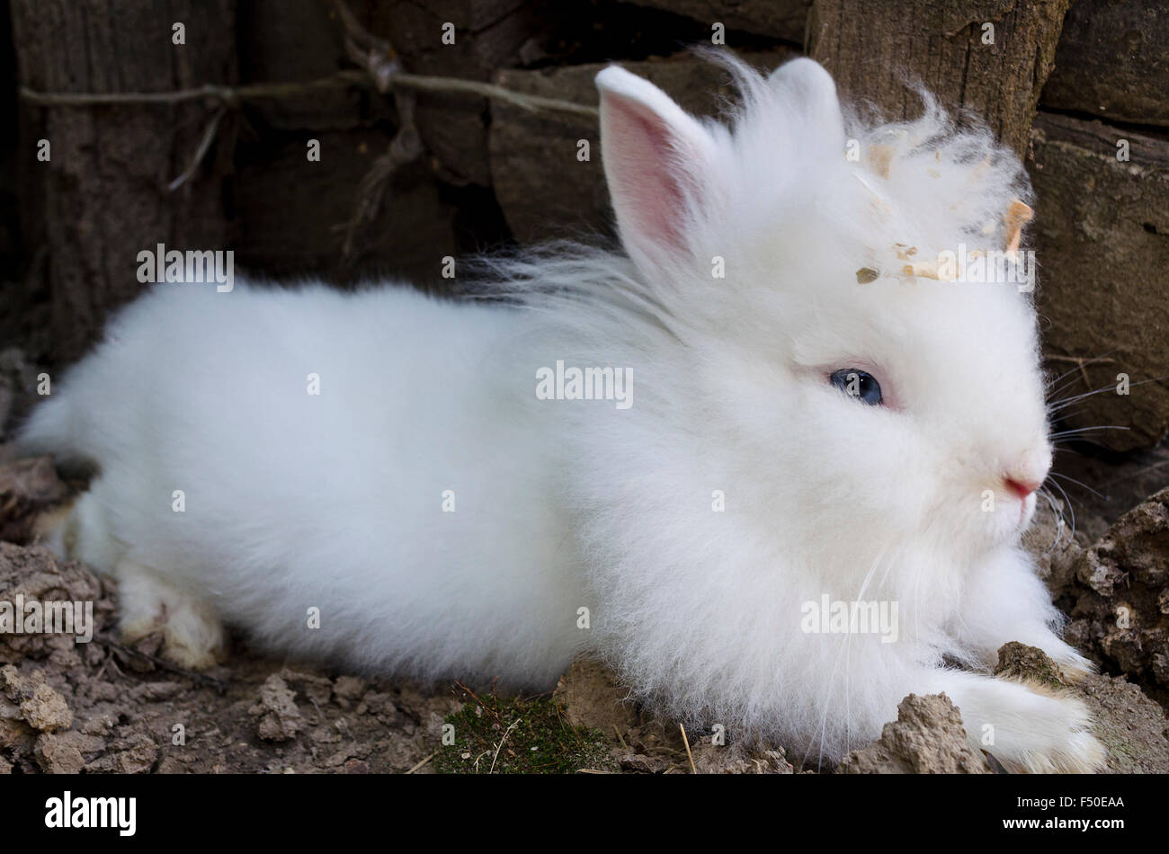 Cute white rabbit sitting on the ground Stock Photo - Alamy