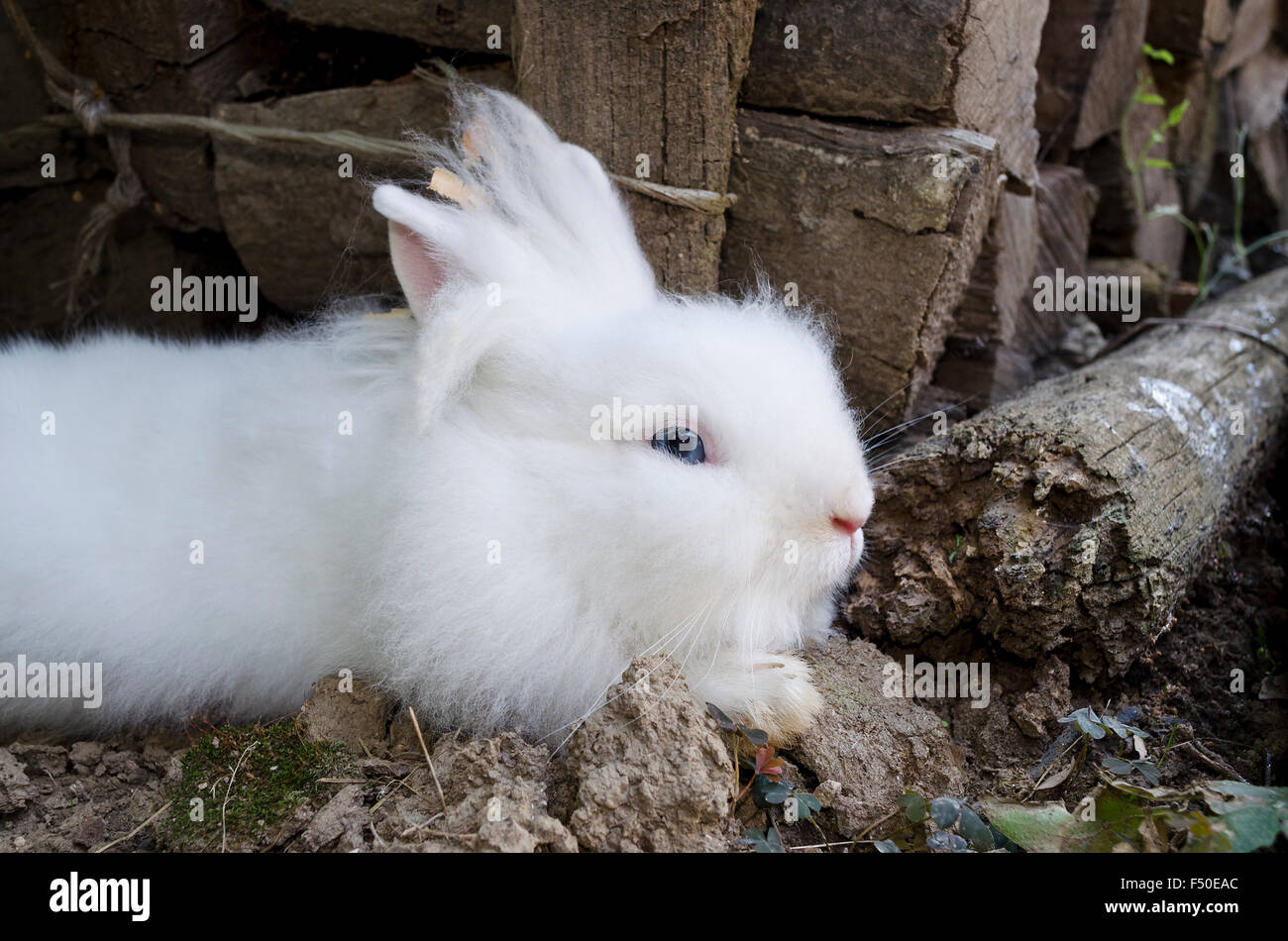 Cute white rabbit sitting on the ground Stock Photo - Alamy