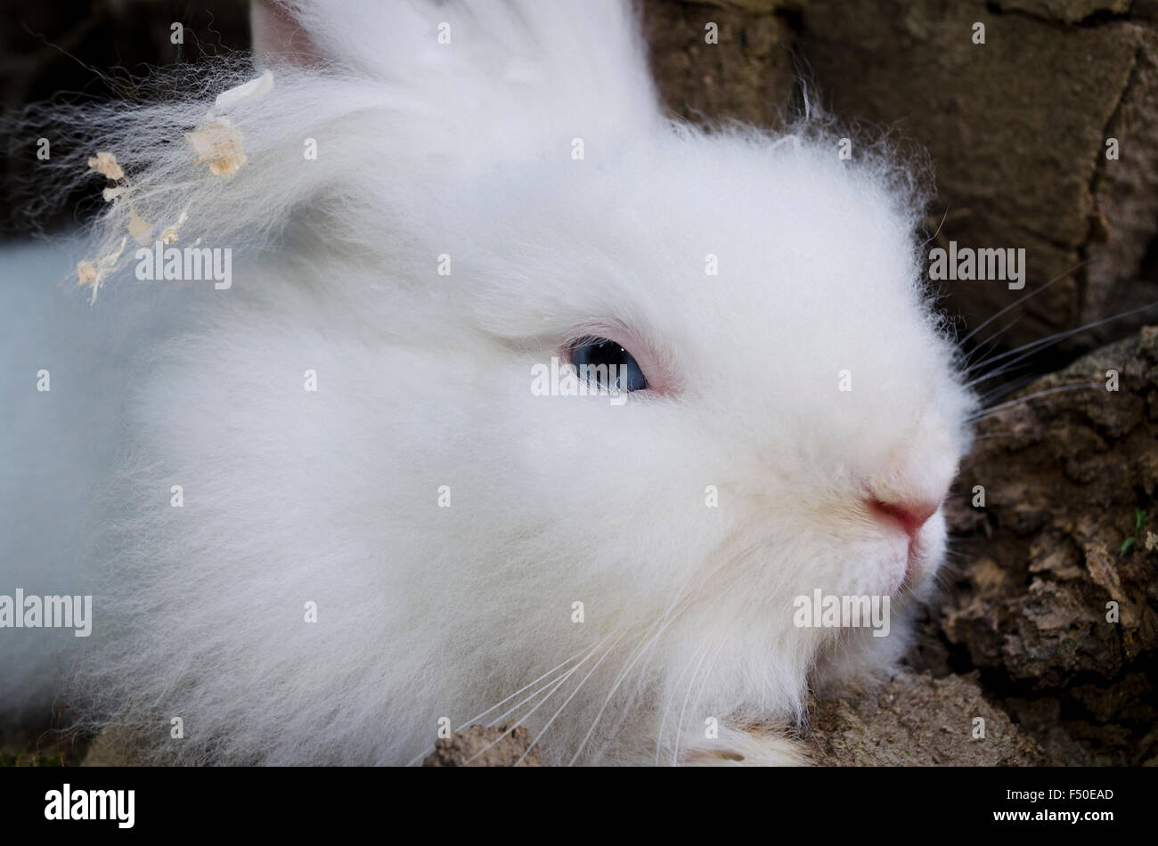 Cute white rabbit sitting on the ground Stock Photo - Alamy