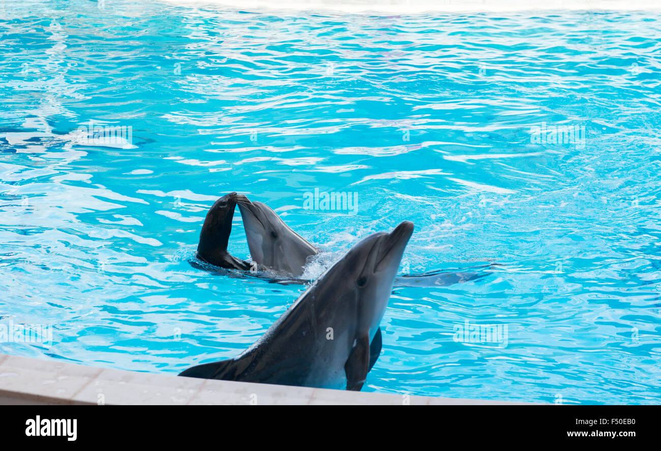 Dolphin show scene. Playful dolphins performing stunts in the pool ...