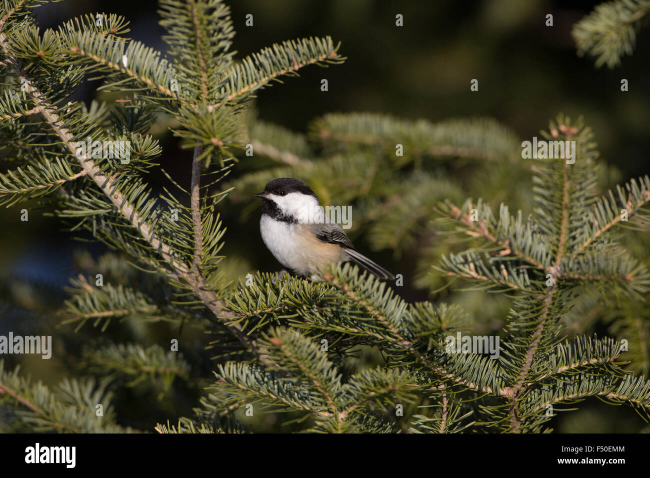 Black-capped chickadee perched in a spruce tree Stock Photo - Alamy