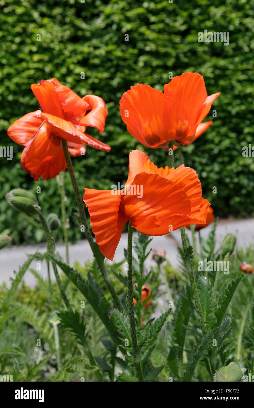Natural poppy hi-res stock photography and images - Alamy
