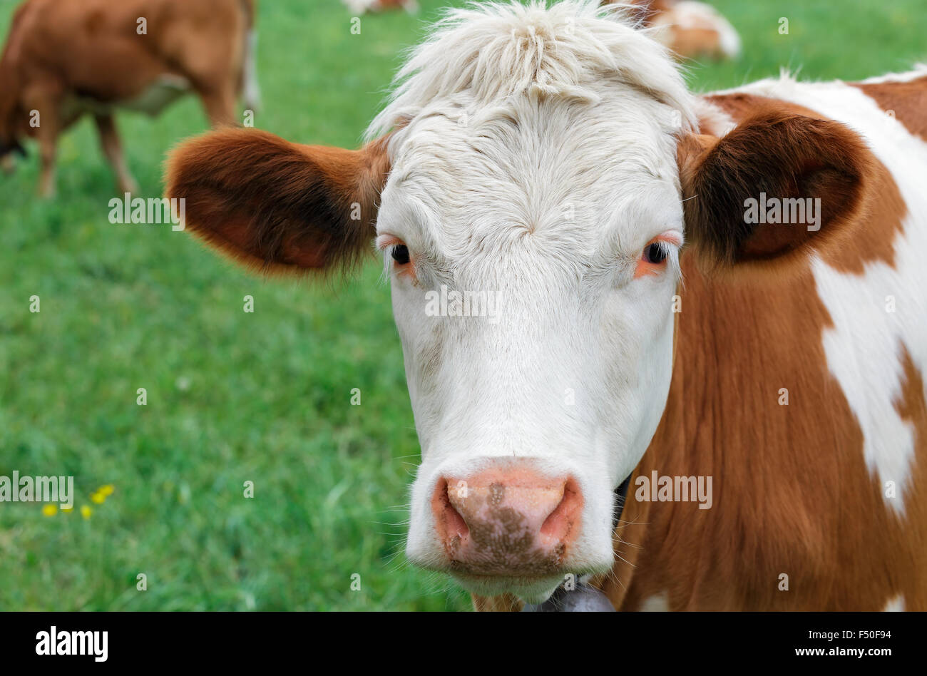 Grazing cows green agriculture hi-res stock photography and images - Alamy