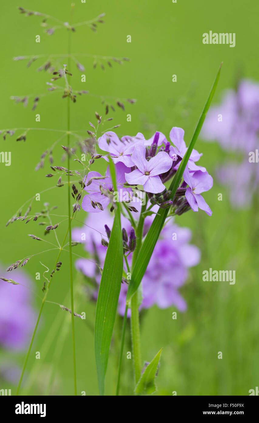 beautiful flowers in their natural environment Stock Photo - Alamy