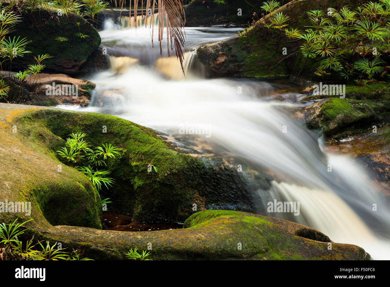 Jungle stream background hi-res stock photography and images - Alamy