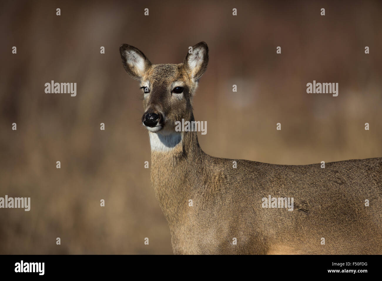 Deer changing coat hi-res stock photography and images - Alamy