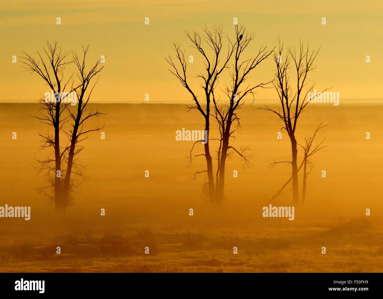 Sentinel of the marsh hi-res stock photography and images - Alamy