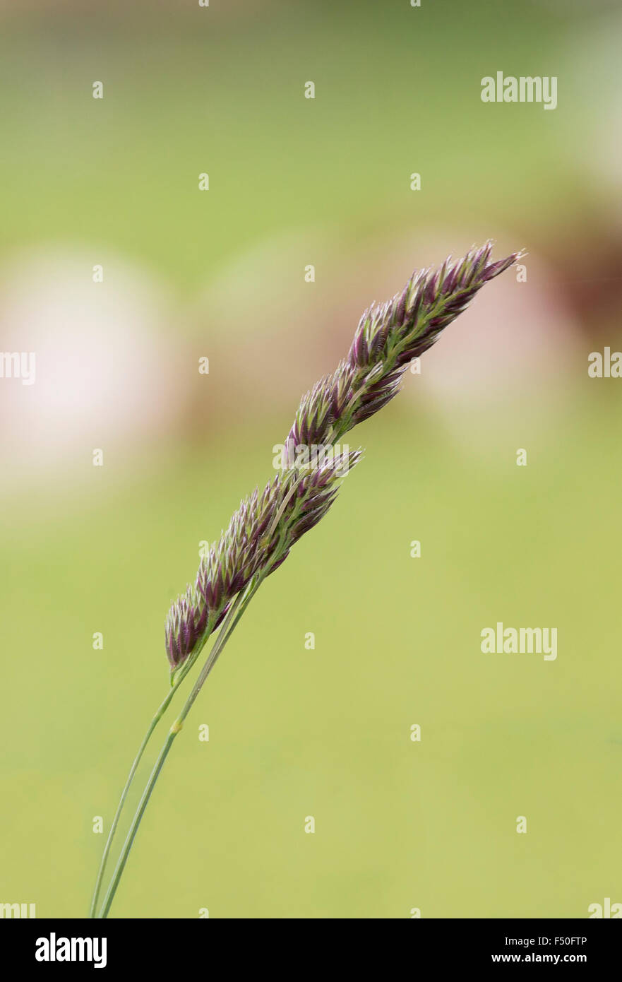Spikelet grass hi-res stock photography and images - Alamy