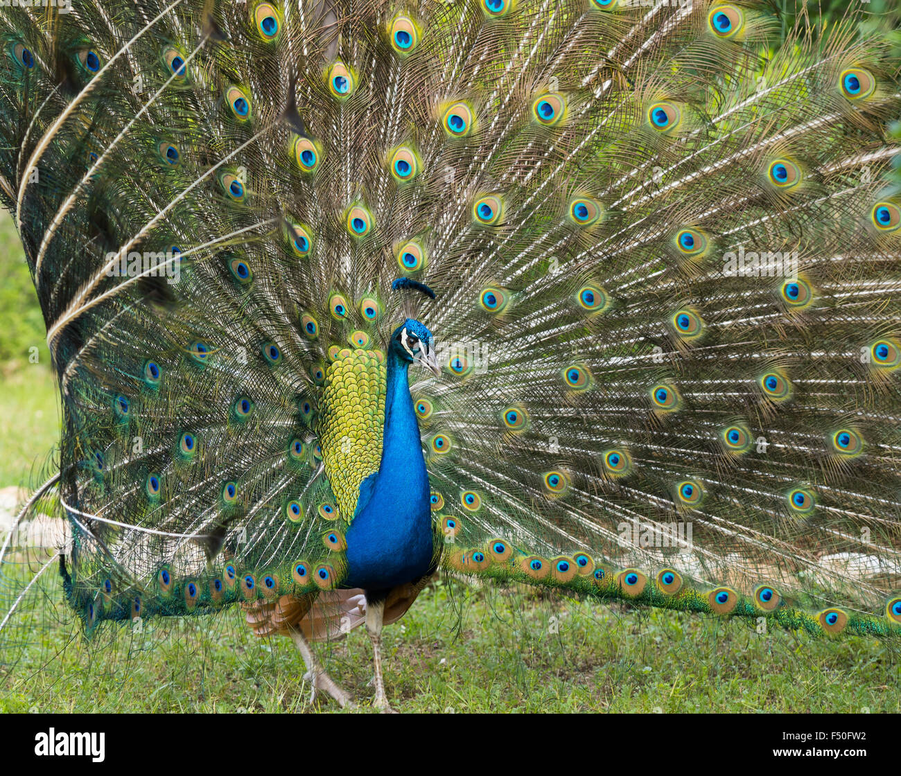 Male bird displays hi-res stock photography and images - Alamy