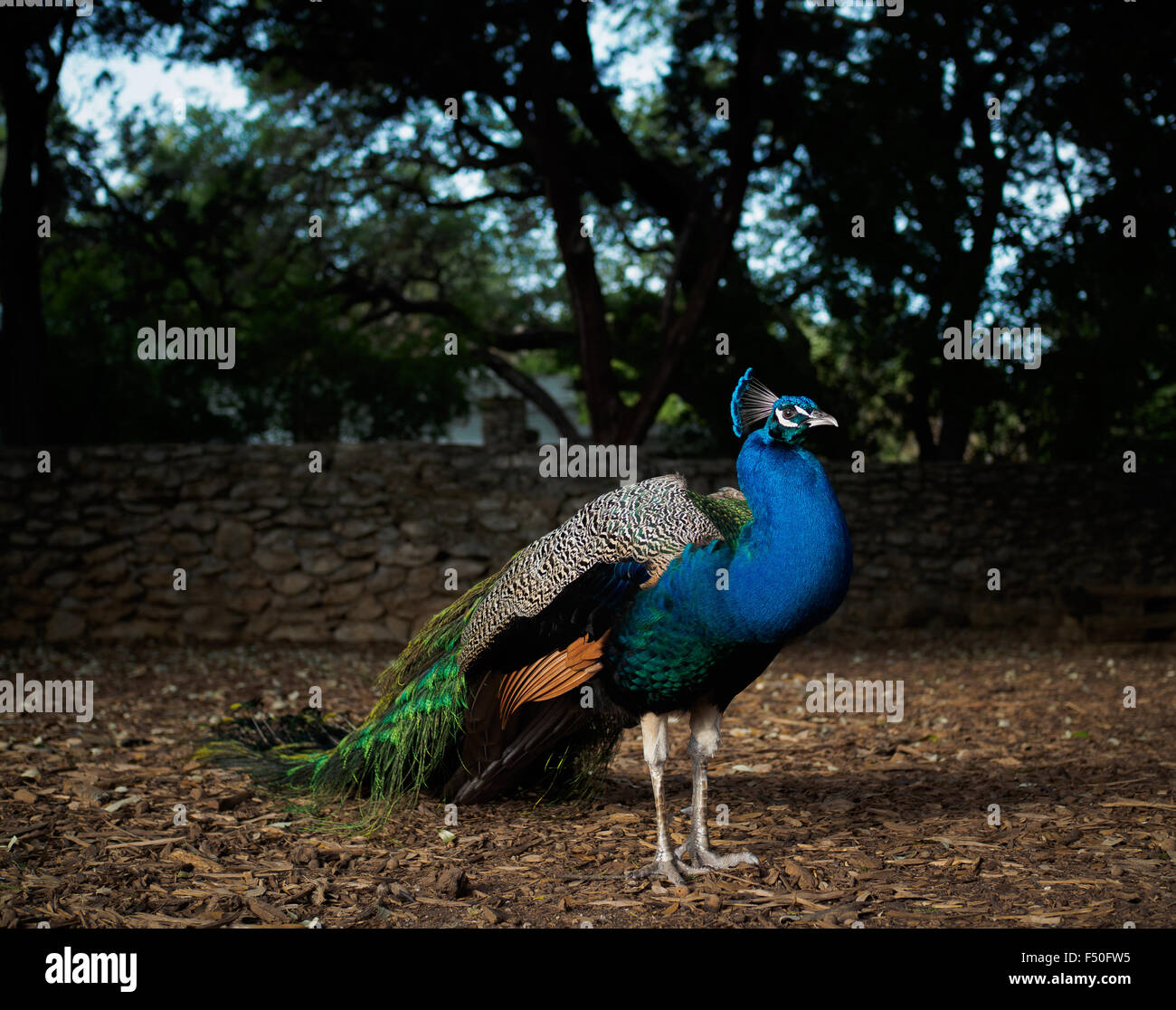 Peacock park hi-res stock photography and images - Alamy