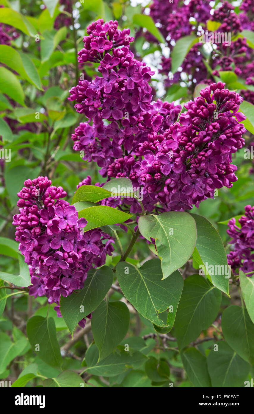 Beautiful flowers in natural environment hi-res stock photography and ...