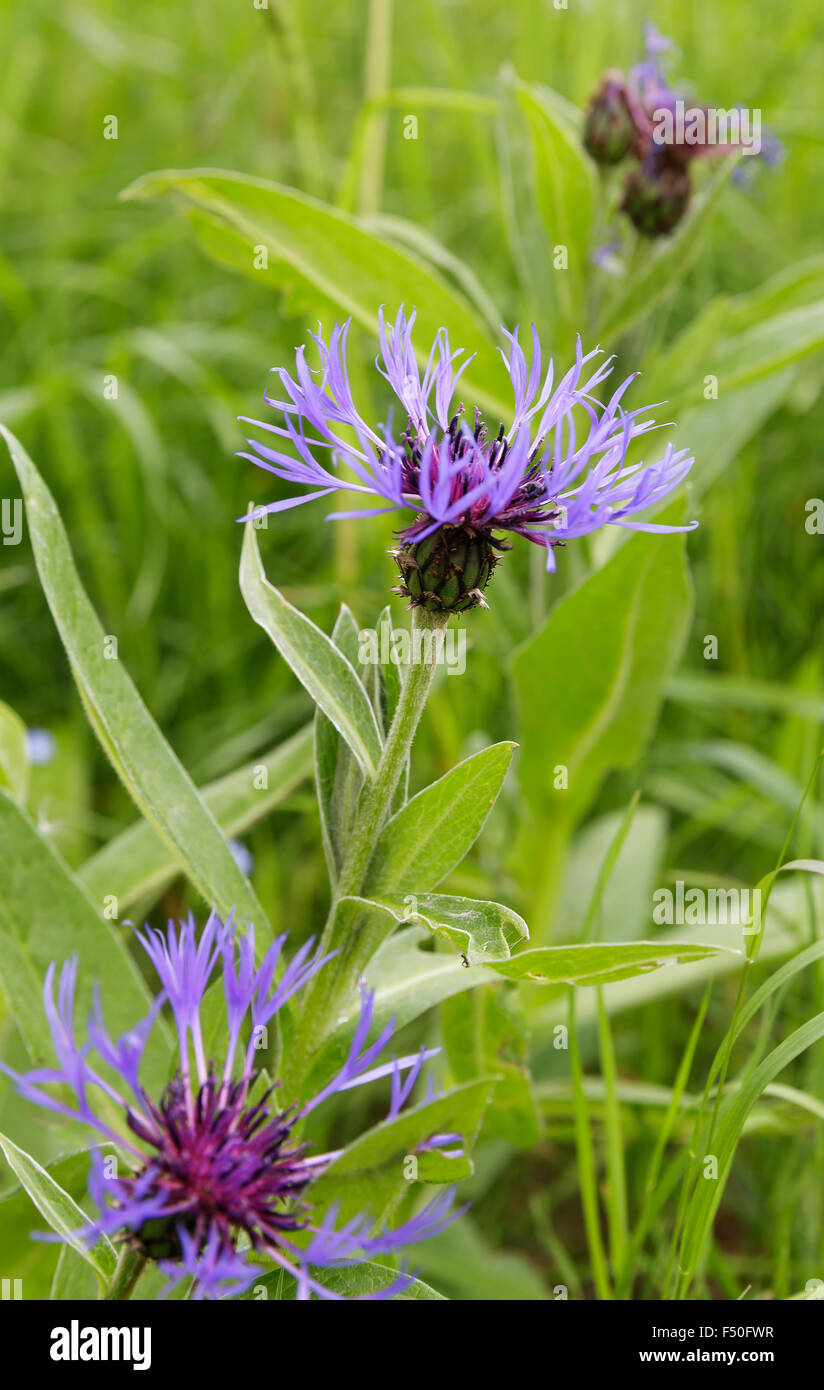 Beautiful natural environment hi-res stock photography and images - Alamy