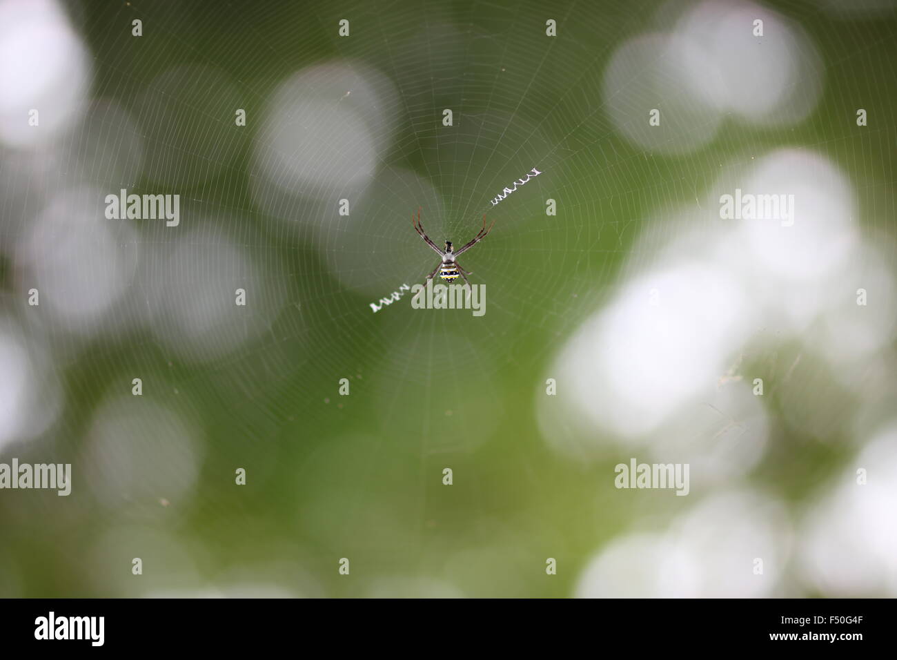 Spider with its entire web Stock Photo - Alamy