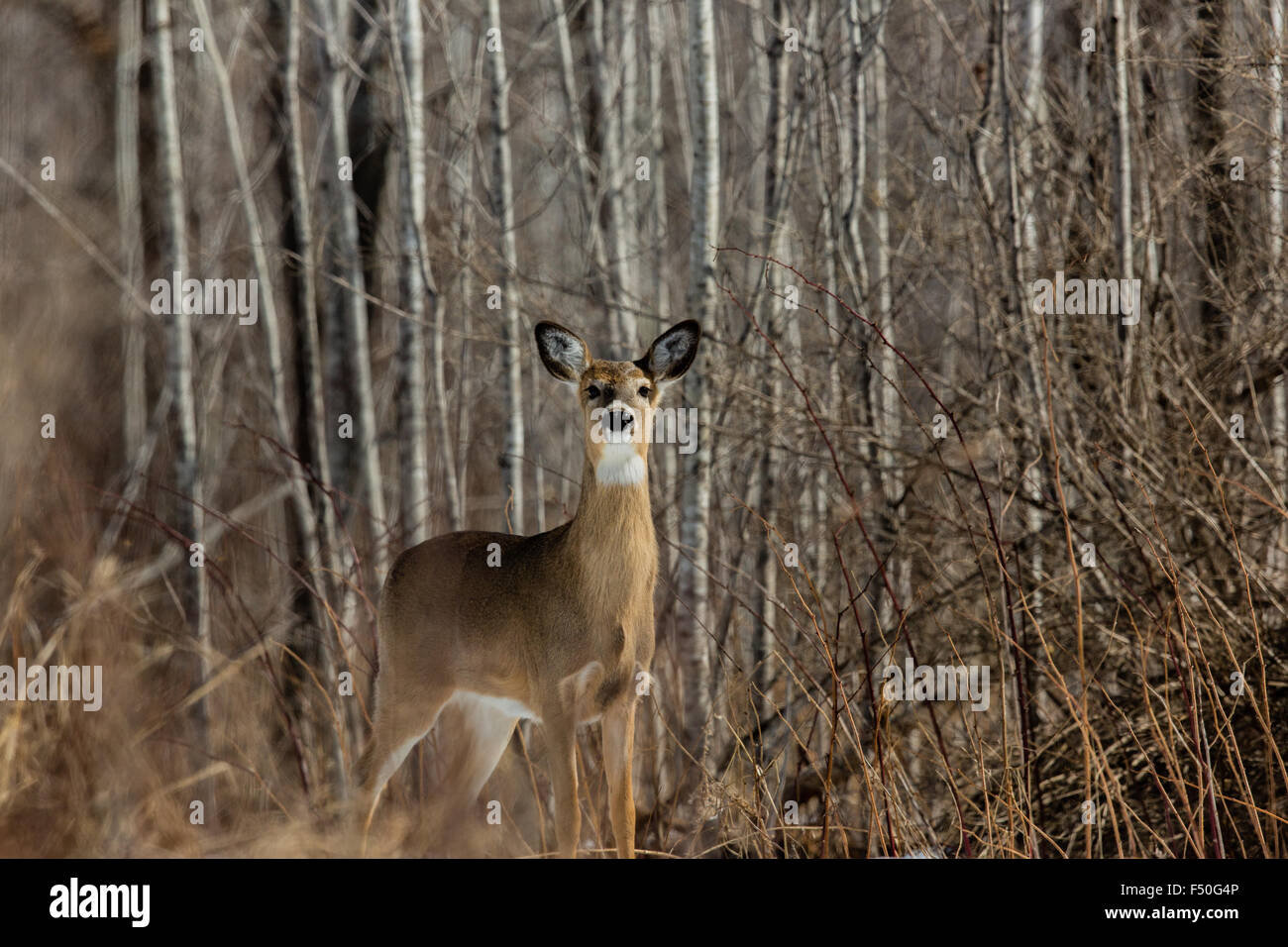 Whitetail Deer Whitetail Deer Yearling Whitetail Doe Doe High ...