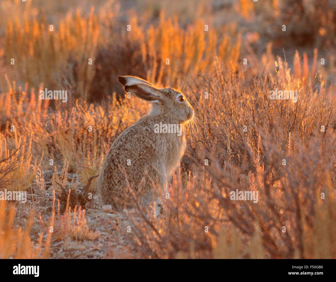 A white-tailed jackrabbit in the sage steppe at Seedskadee National ...