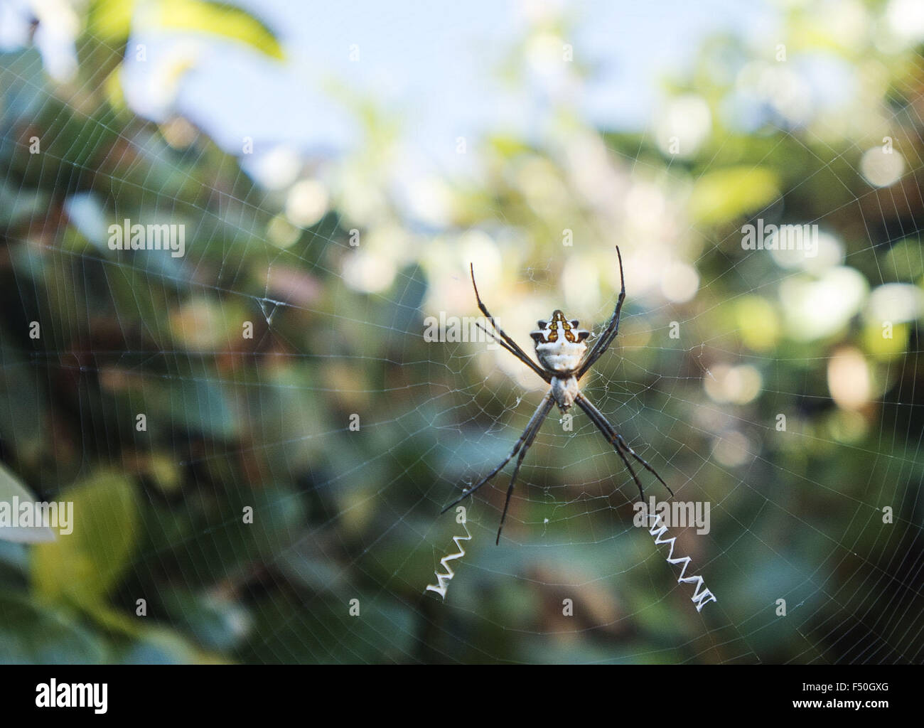 South florida habitats hi-res stock photography and images - Alamy