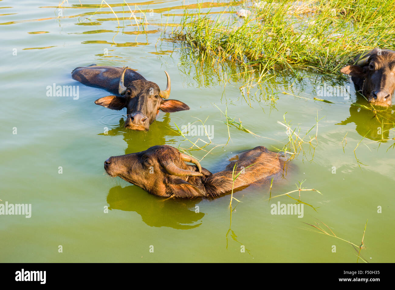 Two water buffalos are swimming in the lake Stock Photo - Alamy