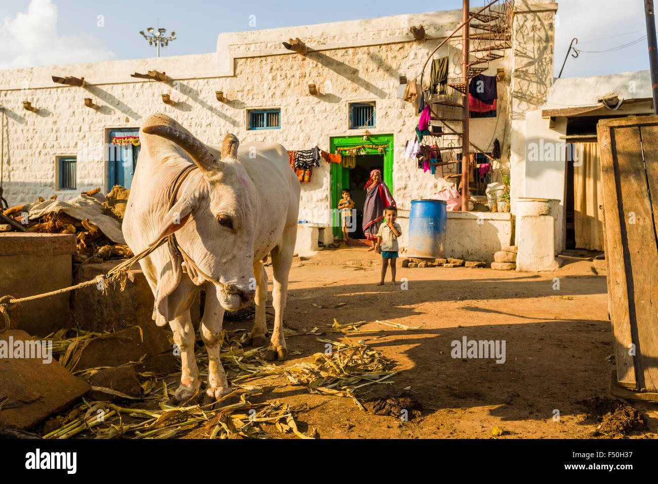 A cow is tightened in front of white village houses Stock Photo - Alamy