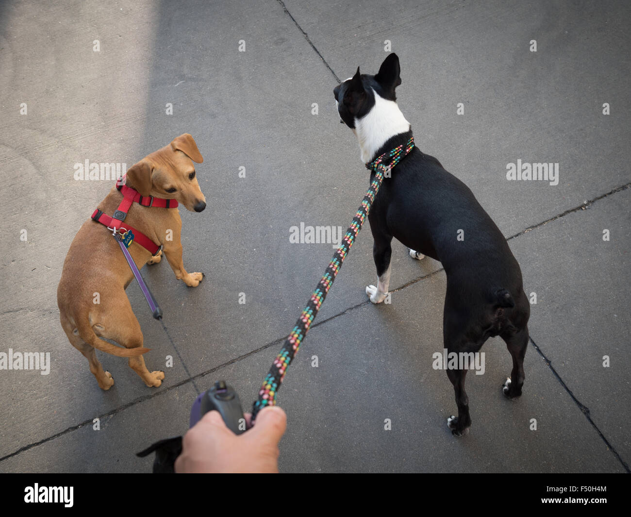 Walking 2 dogs at the same time Stock Photo - Alamy
