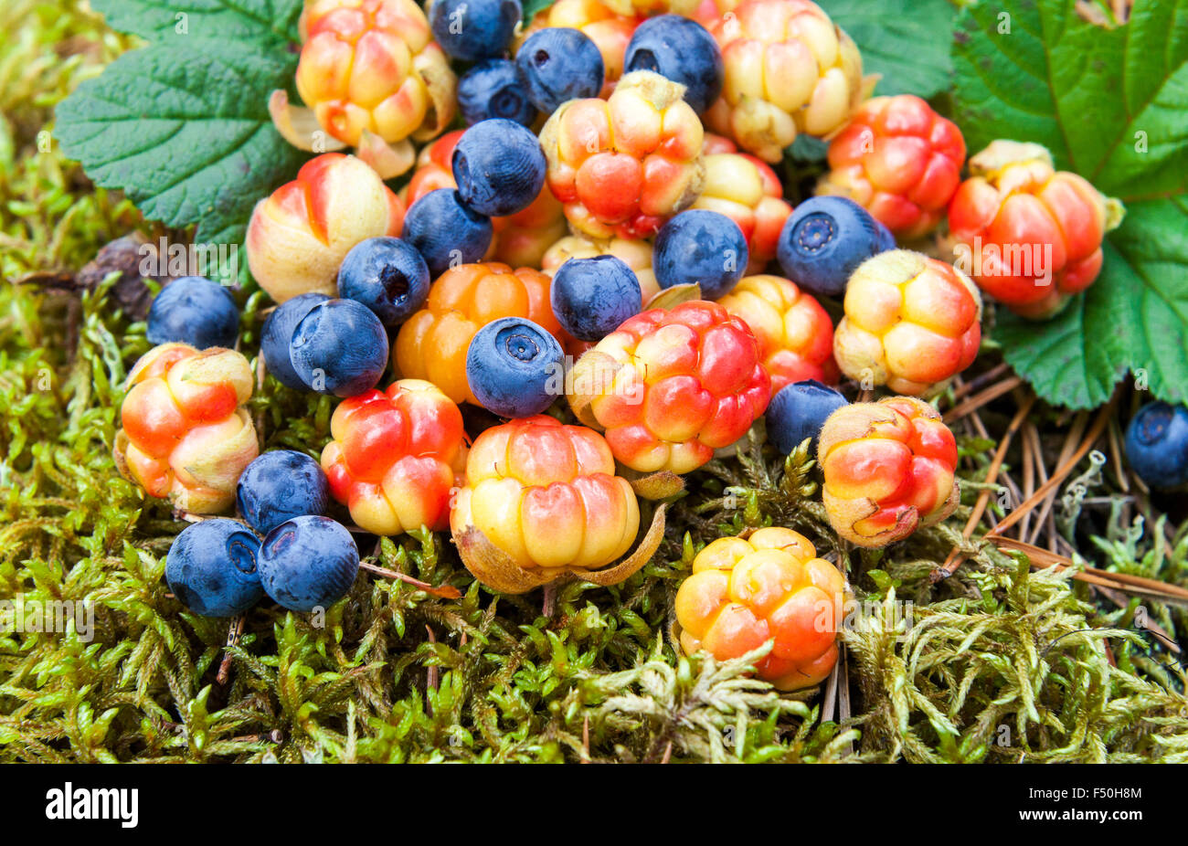 Wild berries on the moss closeup. Fresh wild fruit Stock Photo - Alamy