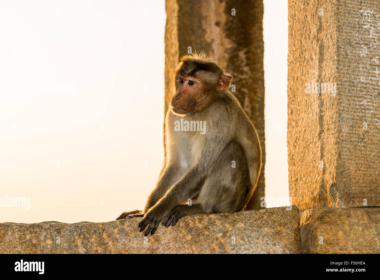 A monkey is sitting on a rock in the ruins of the former Vijayanagara ...