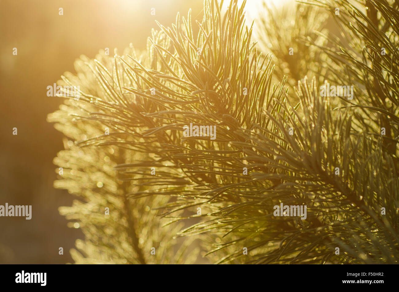 Pine sunny tree Stock Photo - Alamy