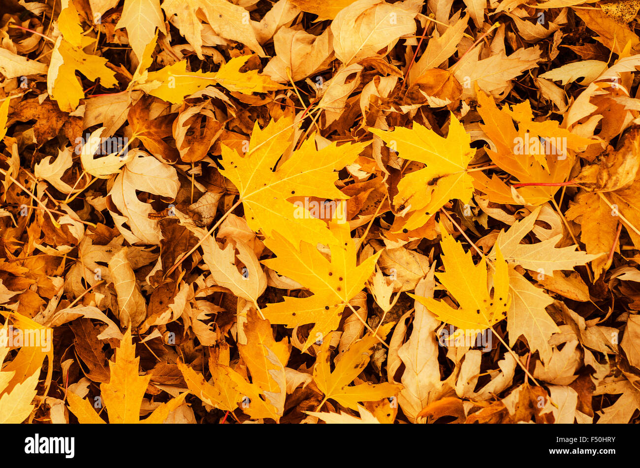 Autumn nature background Stock Photo - Alamy
