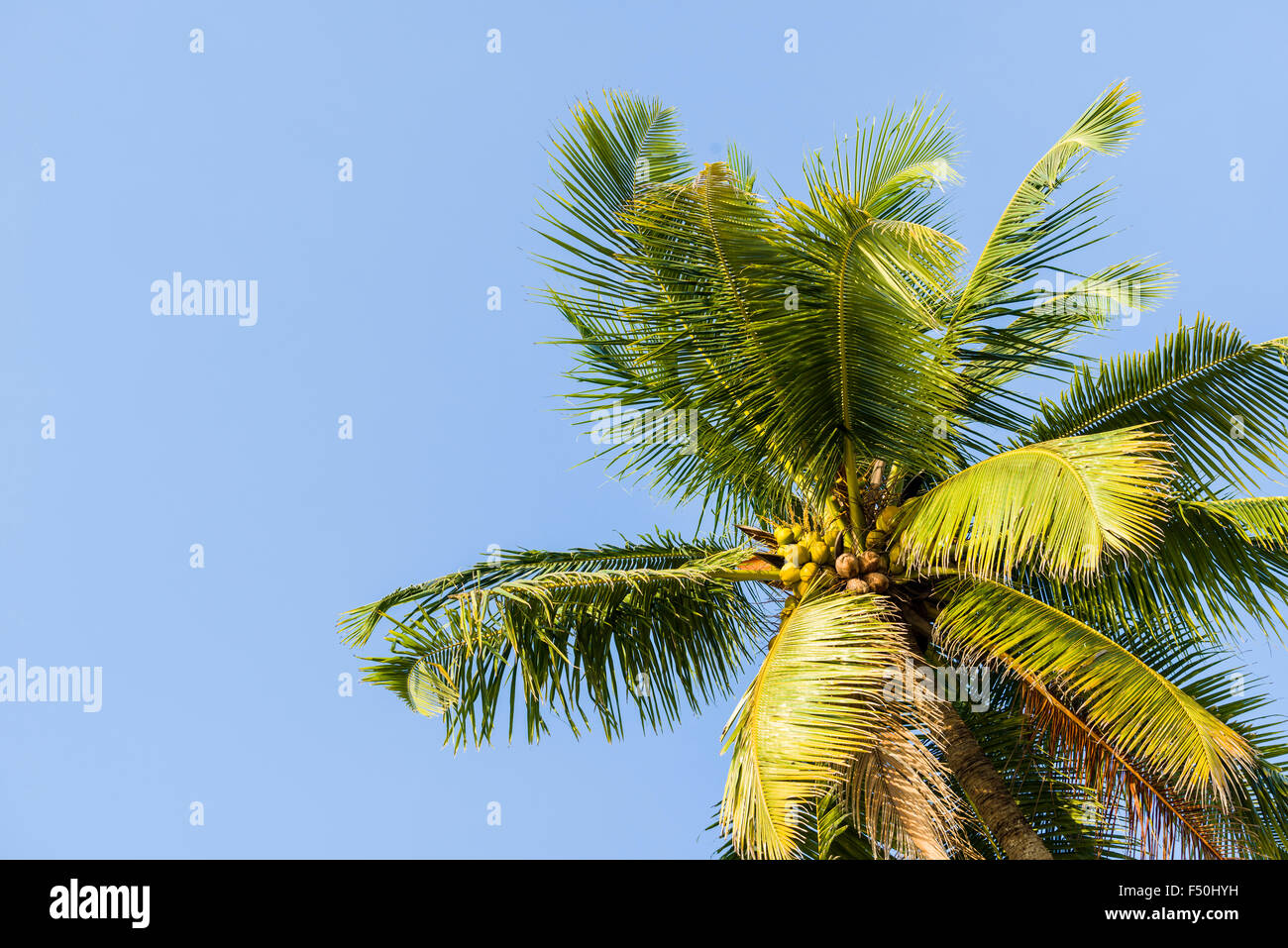 Goa coconut tree hi-res stock photography and images - Alamy