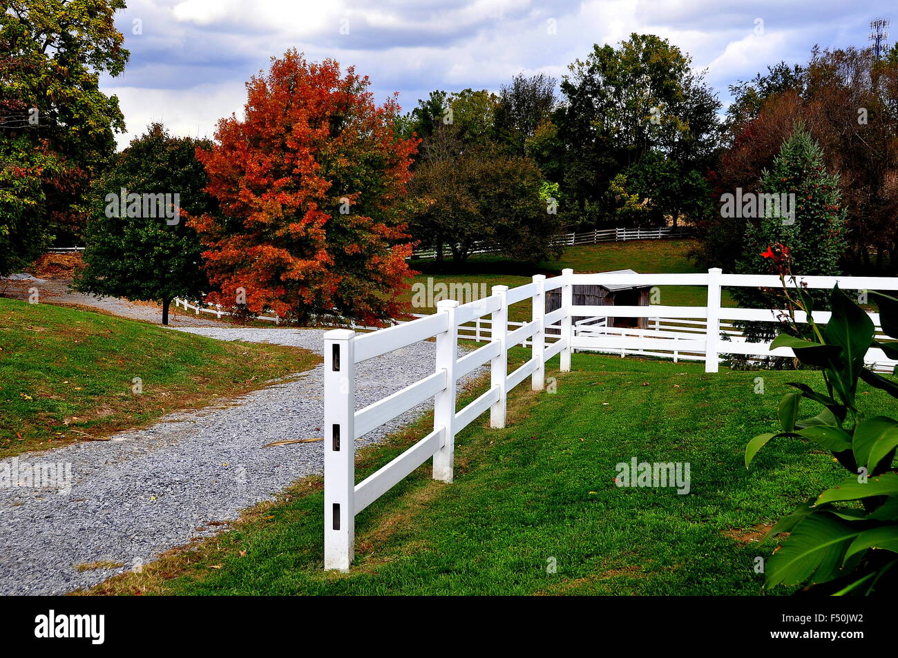 Lancaster, Pennsylvania: Sugar maple tree with peak orange Autumn ...