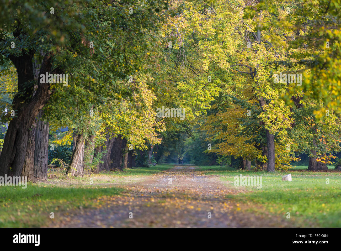 Forest path under beautiful trees during autumn Stock Photo - Alamy