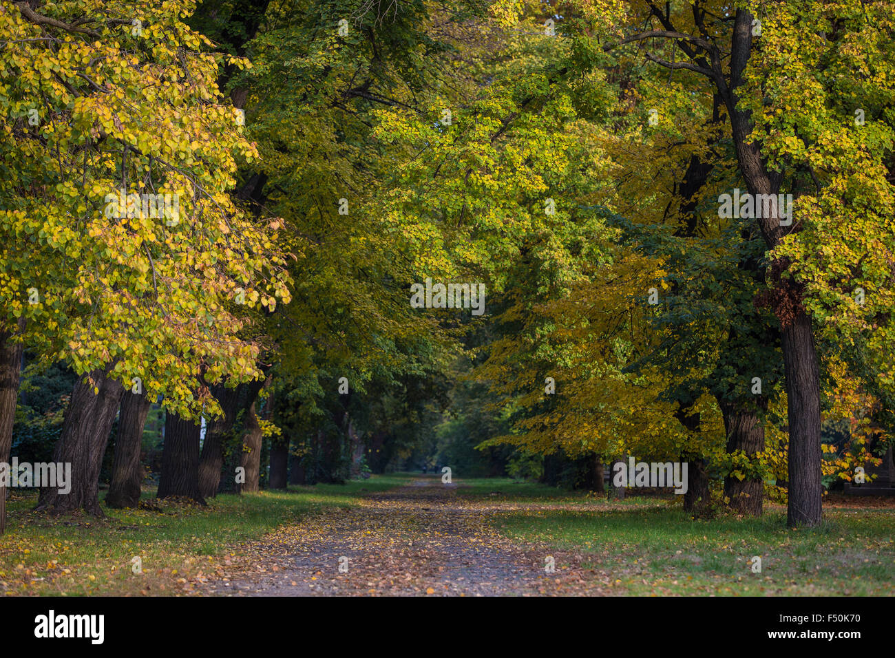 Forest path under beautiful trees during autumn Stock Photo - Alamy